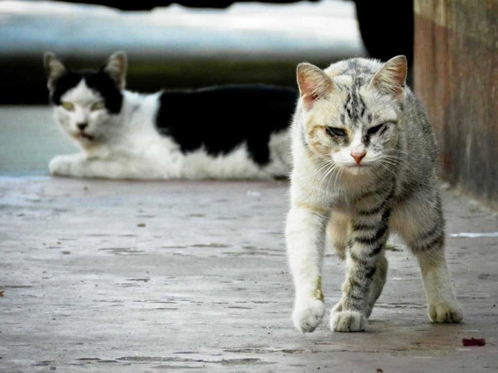 Sida felino, síntomas, transmisión, prevención y diagnóstico