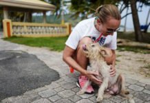 Manada de perros en Puerto Rico mueren todos por el huracán María