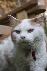 Gato Van Turco, cuidados, comportamiento y curiosidades
