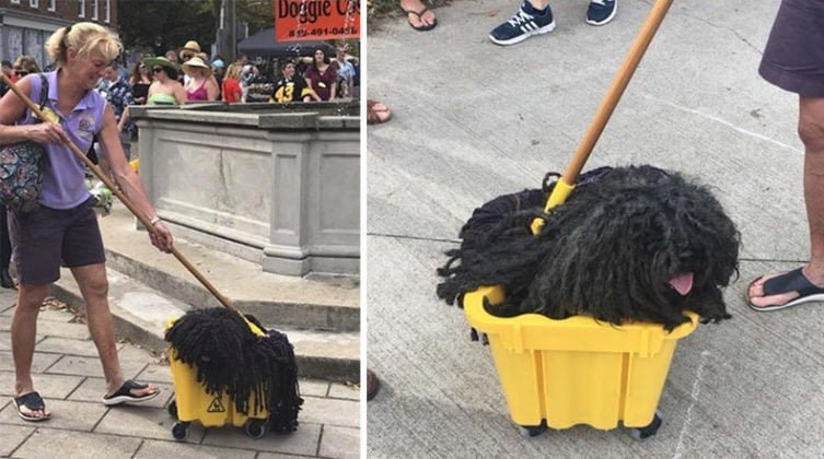 Perro disfrazado de trapeador acaba de ganar Halloween