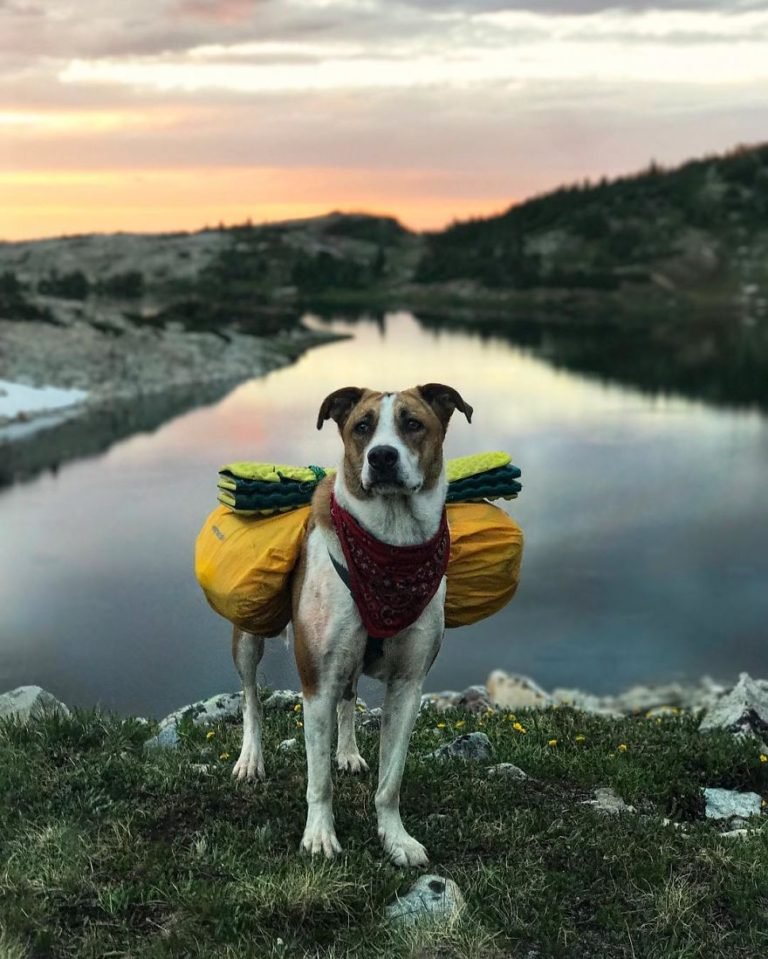 Perro y gato aman viajar juntos, y sus fotos son realmente épicas