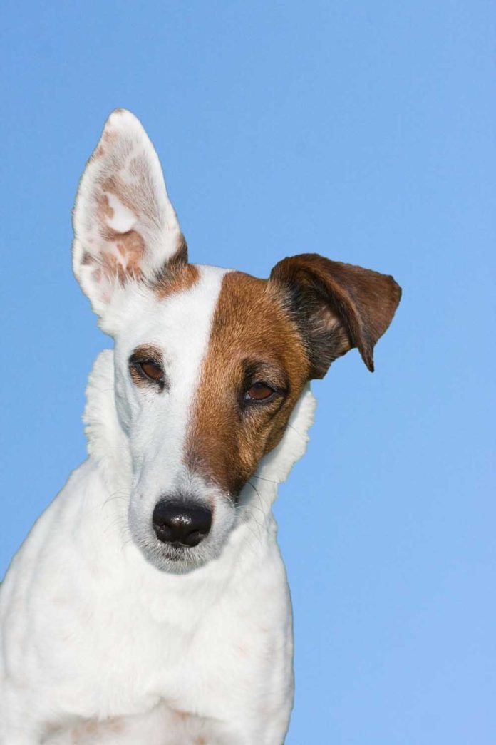 Fox terrier, cuidados, comportamiento y características