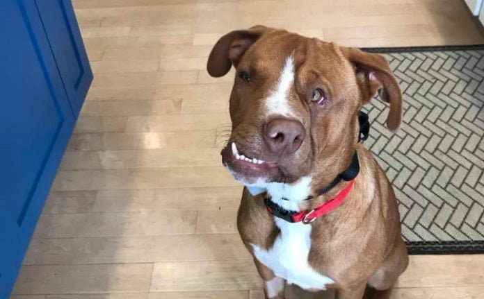 Perro rescatado de cara torcida espera encontrar un hogar para Navidad