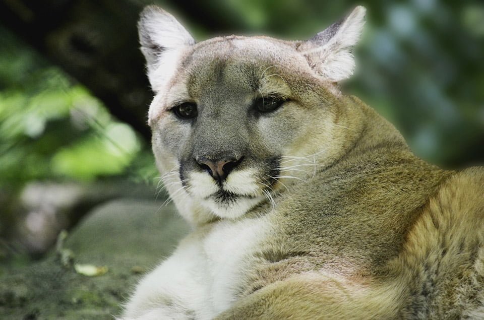 El puma oriental ha sido declarado oficialmente extinto