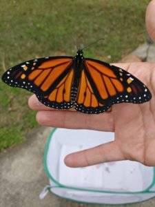 Una mujer repara el ala rota de una mariposa monarca