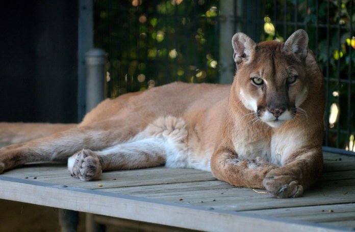 El puma oriental ha sido declarado oficialmente extinto