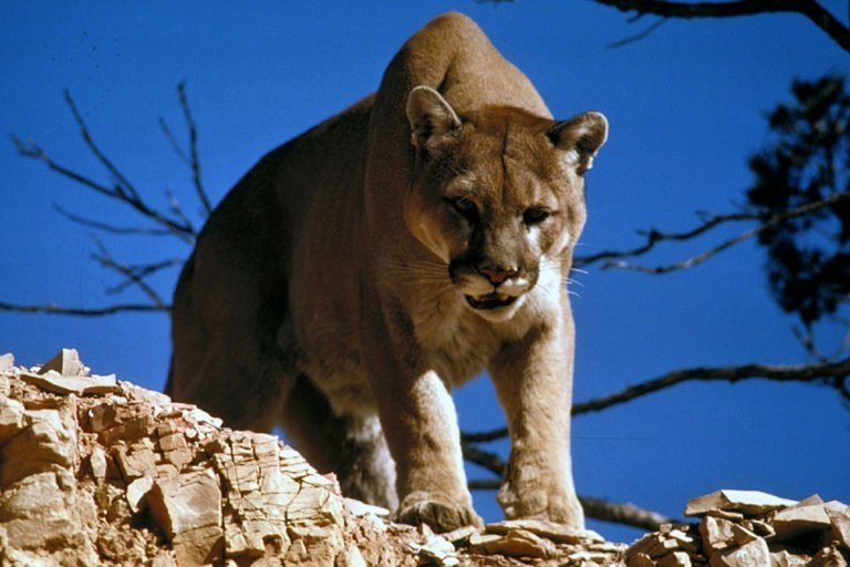 El puma oriental ha sido declarado oficialmente extinto