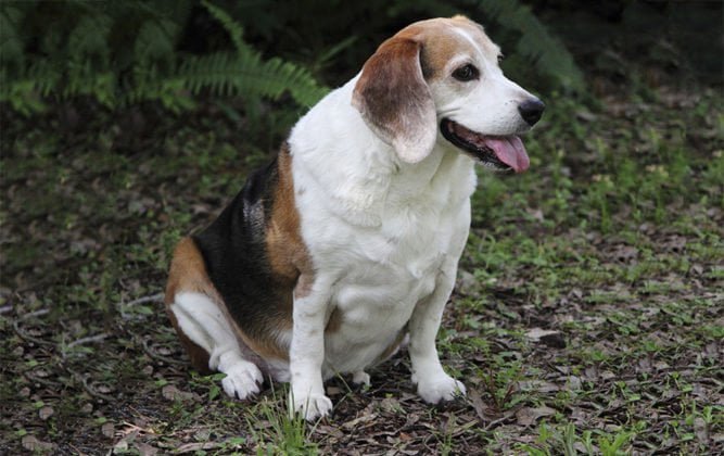 ¿Tengo un perro obeso? Aprende cómo detectar la obesidad canina