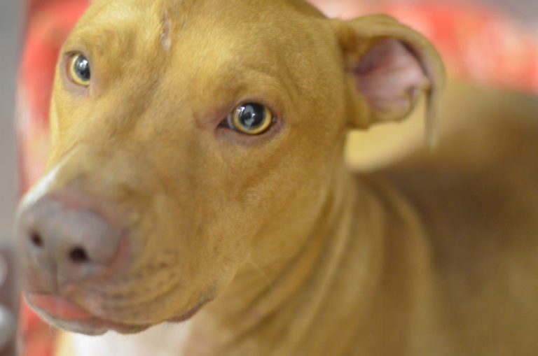 Perro al que unos niños le dieron cocaína hace una increíble recuperación