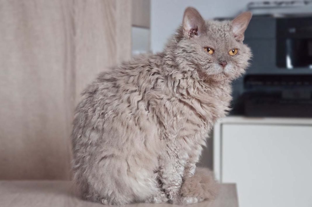 ¿Cuáles son los Gatos de pelo rizado? | Notas de Mascotas