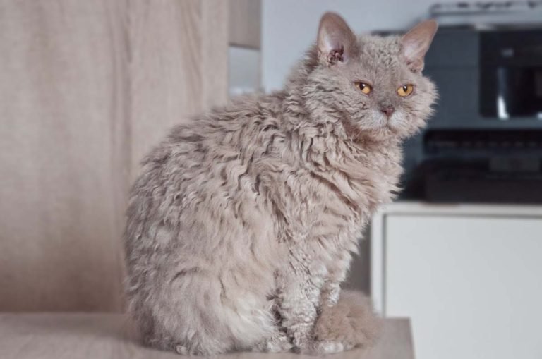 ¿Cuáles son los Gatos de pelo rizado? | Notas de Mascotas