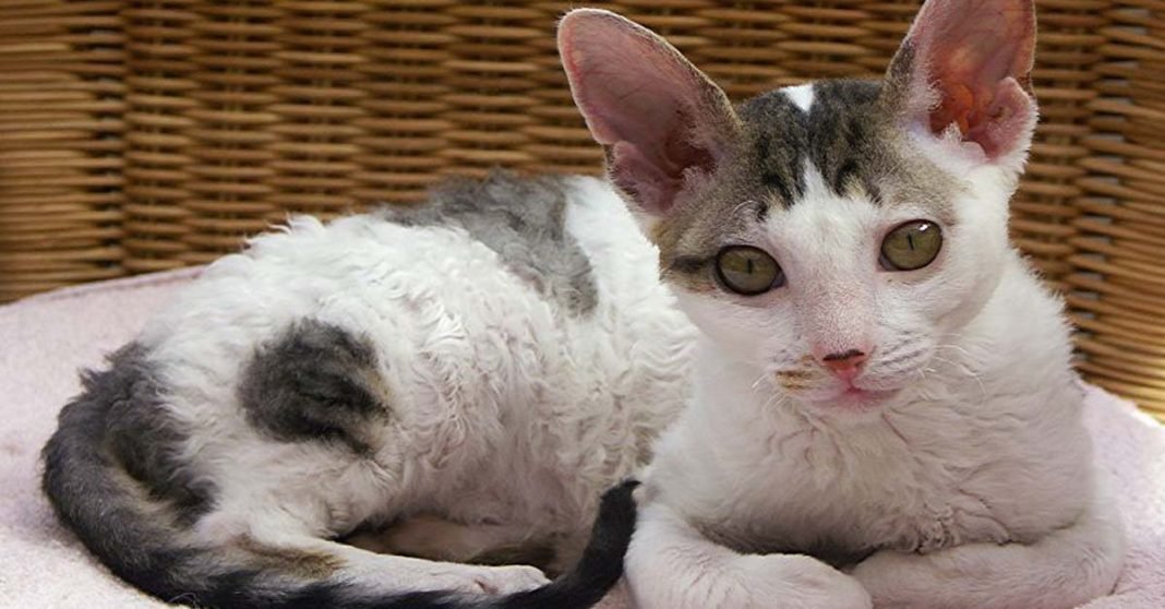 ¿Cuáles son los Gatos de pelo rizado? | Notas de Mascotas