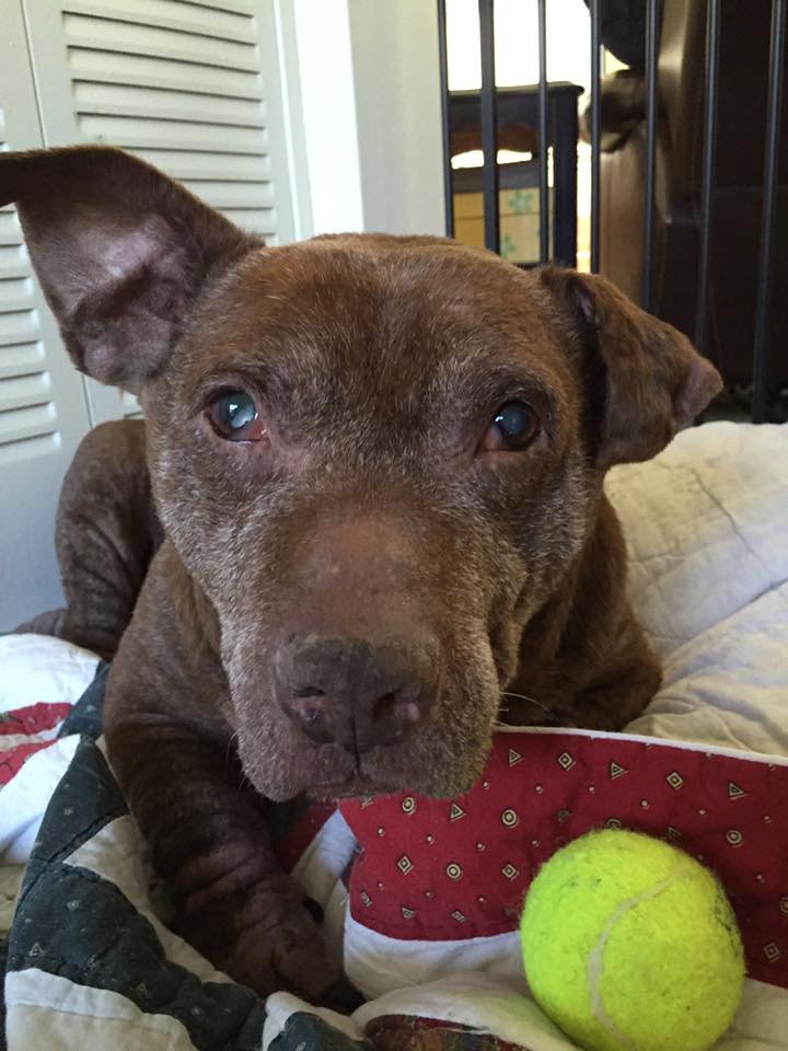 Pitbull pasó años encadenado a un muro esperando ser rescatado