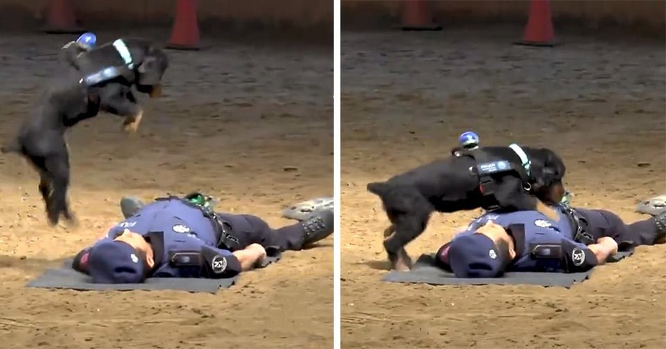Perro de la policía aprende RCP para salvar la vida de su compañero