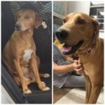 Perrito abandonado persigue el auto rogando que no lo dejen