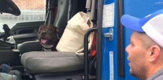 Staffordshire Bull Terrier, cuidados, características y curiosidades