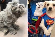 Poodle o caniche, cuidados, características y curiosidades