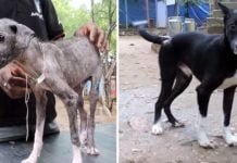 Abuelo encuentra a su perro tres años después de haberlo perdido