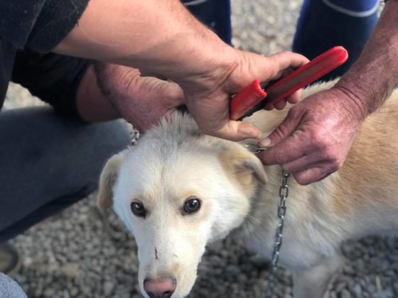 18 perros encadenados no pueden creer hayan ido a salvarlos