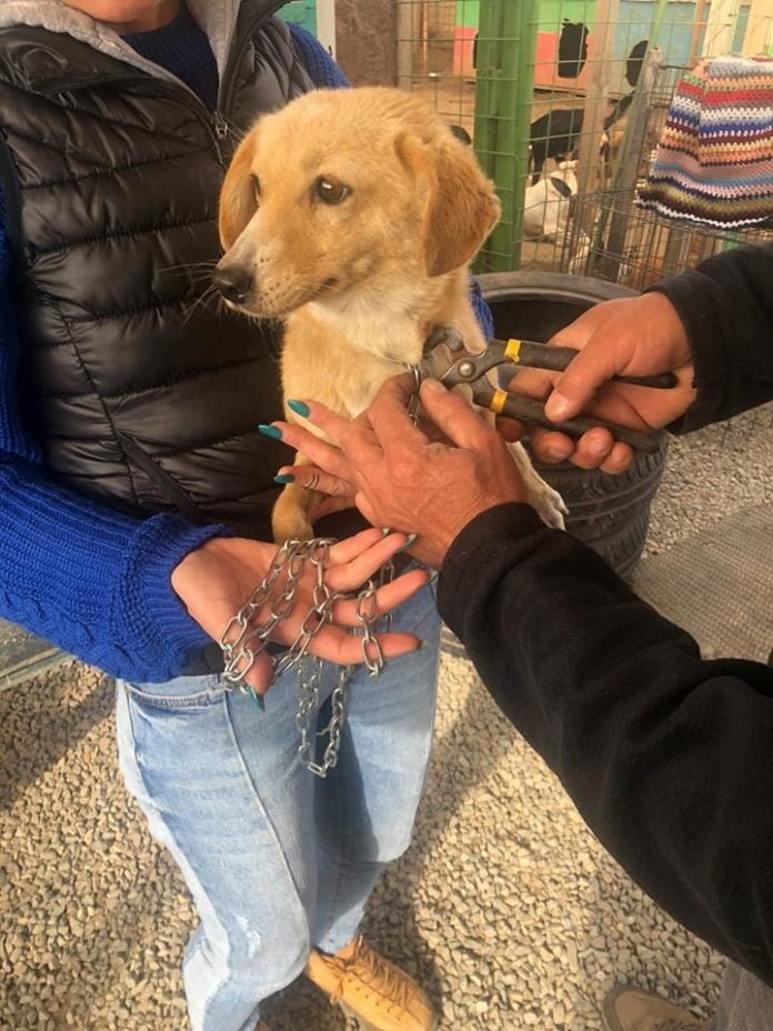 18 perros encadenados no pueden creer hayan ido a salvarlos