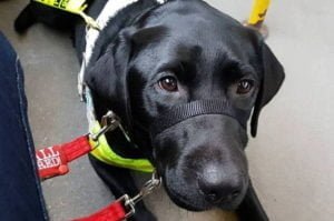 Mujer ciega fue presionada para que sacara a su perro guía del autobús