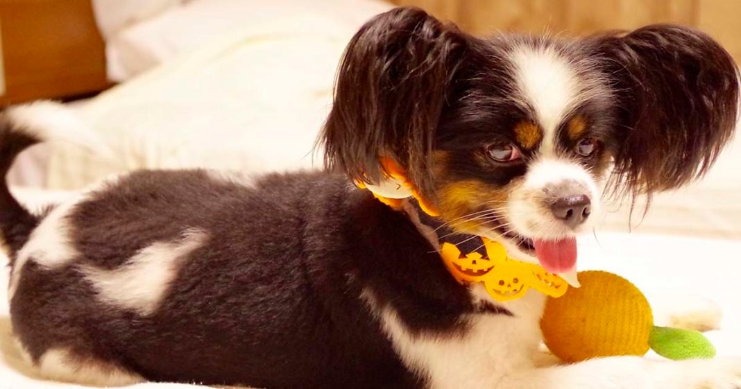 Raza Papillón o Perro mariposa, sus cuidados, características y más