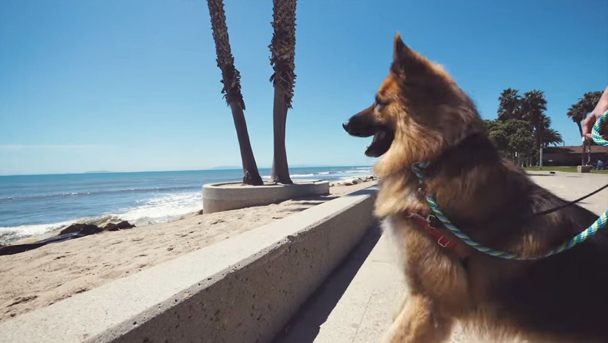 Perro encadenado toda su vida ve el mar por primera vez