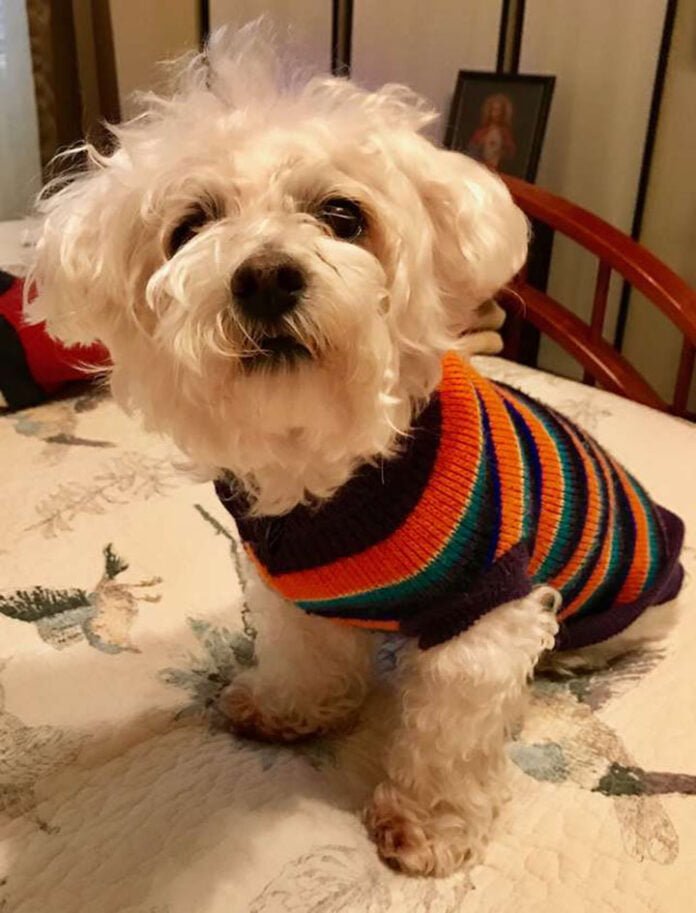 Perrito calvo y enfermo abandonado en una clínica no parecía un perro