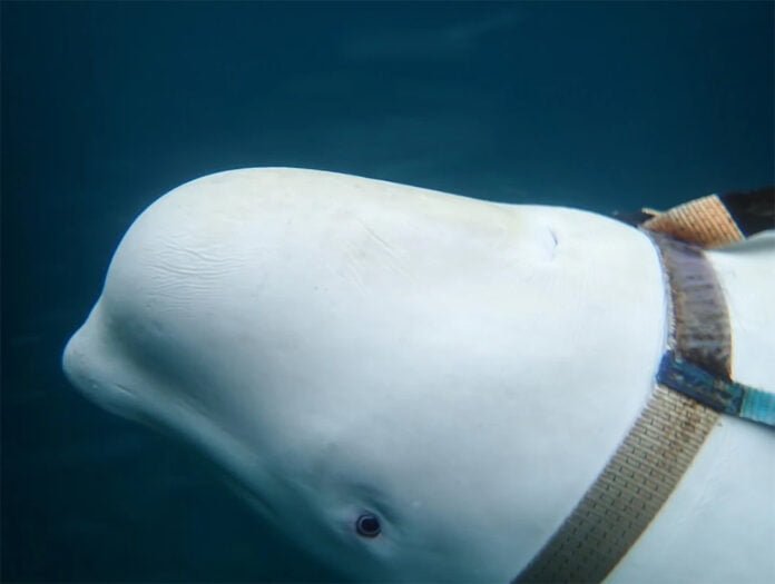 Ballena beluga devuelve a una mujer el teléfono que cayó al mar Ballena beluga devuelve a una mujer el teléfono que cayó al mar