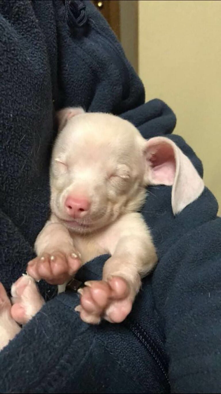 Perrito rosa está inspirando a los niños a cómo lidiar con sus diferencias