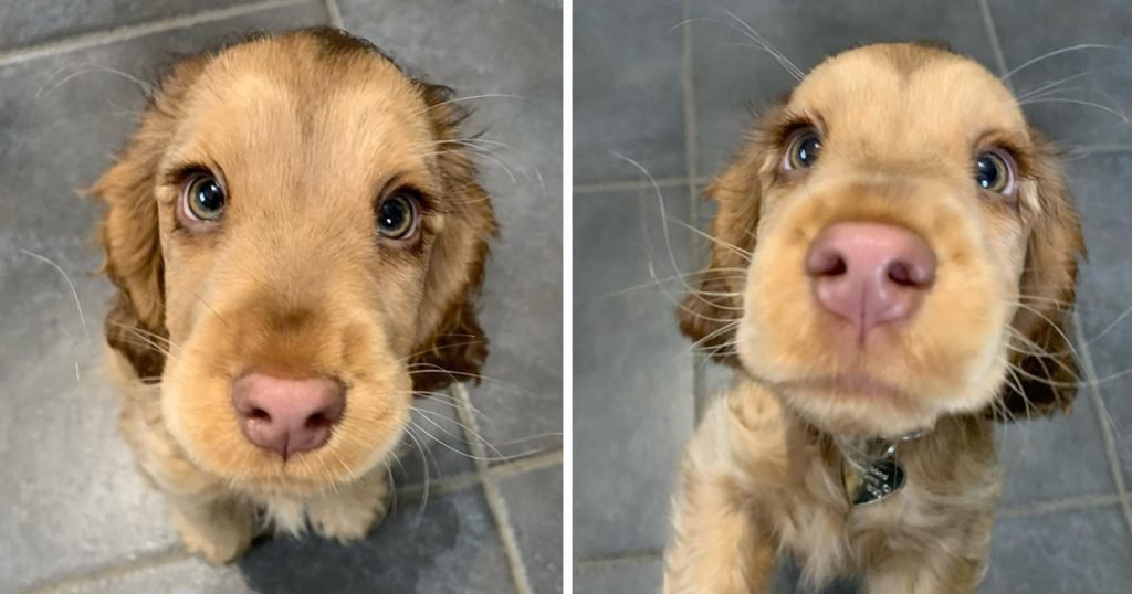 Cocker spaniel está enamorando a todos con sus ojos cautivadores
