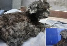 Este perro salvó a un pájaro inconsciente que cayó en su terraza