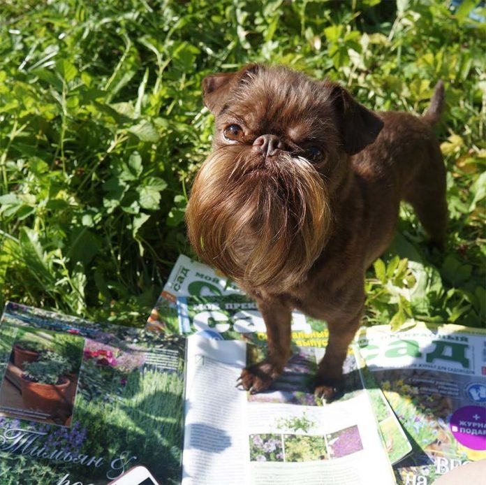 Perro tiene la barba más larga y perfecta que hayas visto