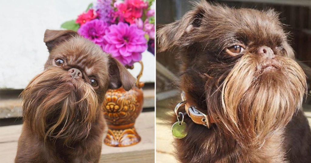 Perro tiene la barba más larga y perfecta que hayas visto