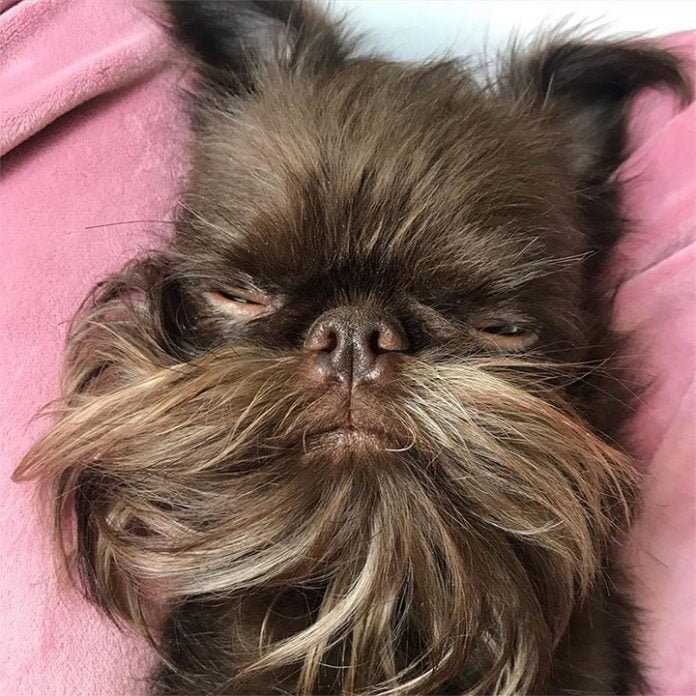 Perro tiene la barba más larga y perfecta que hayas visto