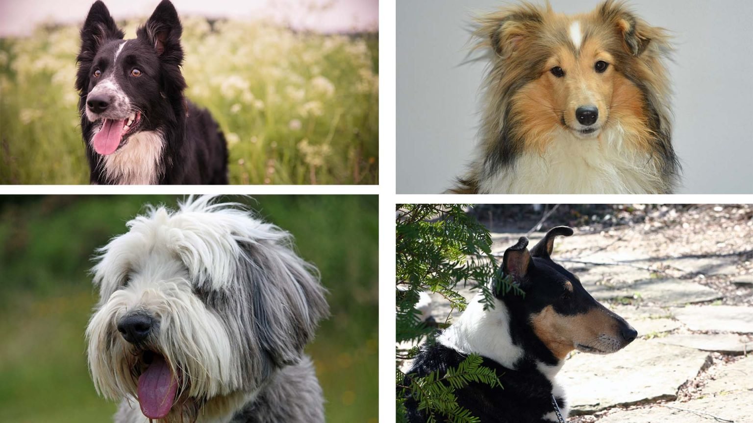 ¿Cuáles son los tipos de pastor collie? | Notas de Mascotas