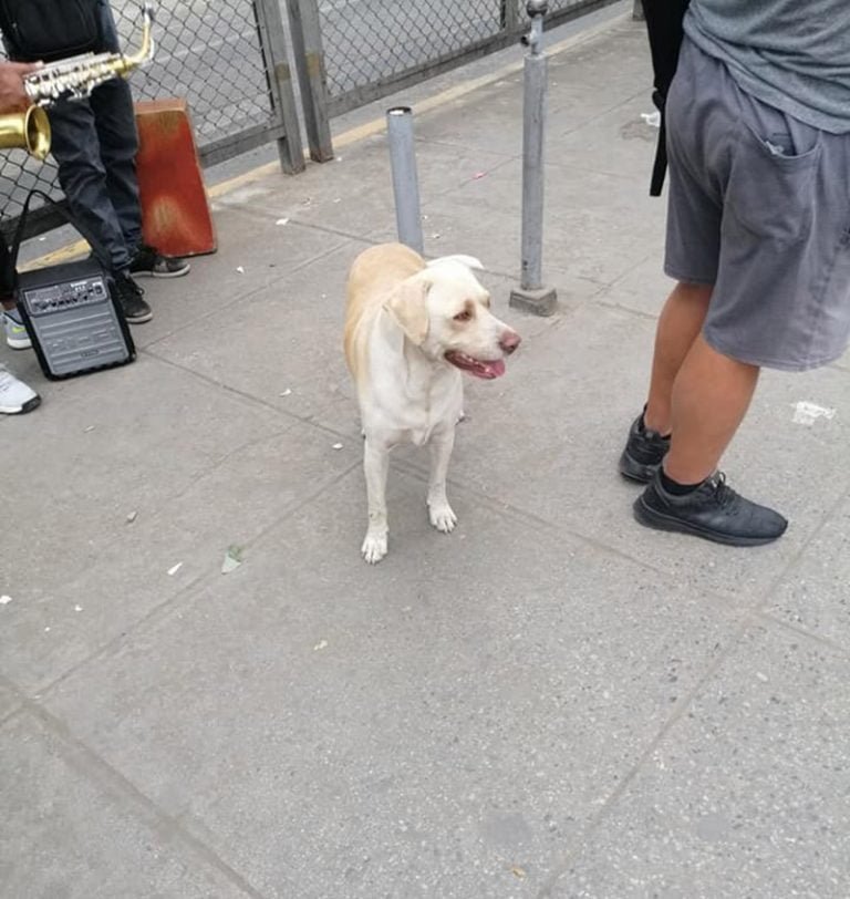 Perrito extraviado se sube a los buses esperando encontrar a su dueño