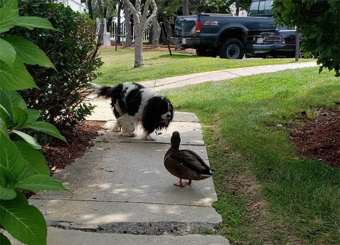 Patito rescatado cuando era un bebé siempre elige regresar con su padre