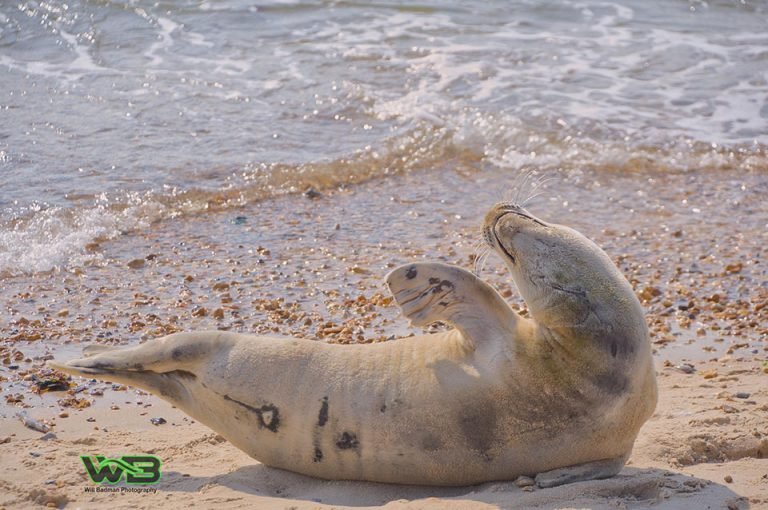 Tierna foca está empeñada en hacer amistad con todos en la playa