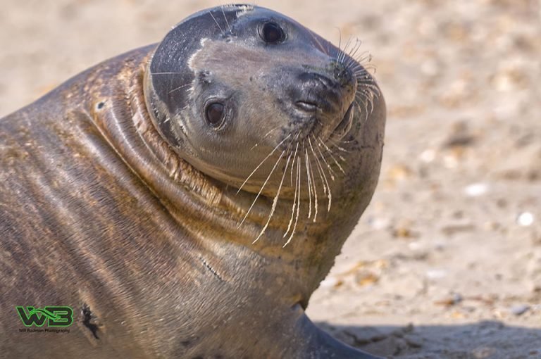 Tierna foca está empeñada en hacer amistad con todos en la playa