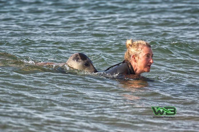 Tierna foca está empeñada en hacer amistad con todos en la playa
