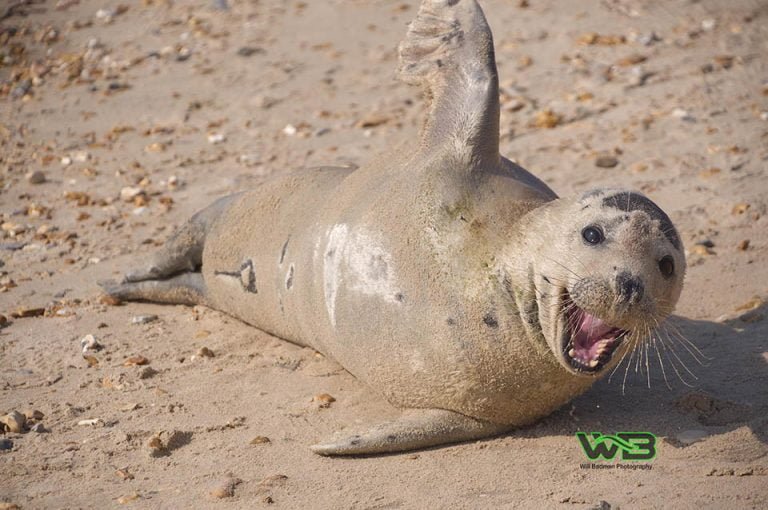 Tierna foca está empeñada en hacer amistad con todos en la playa