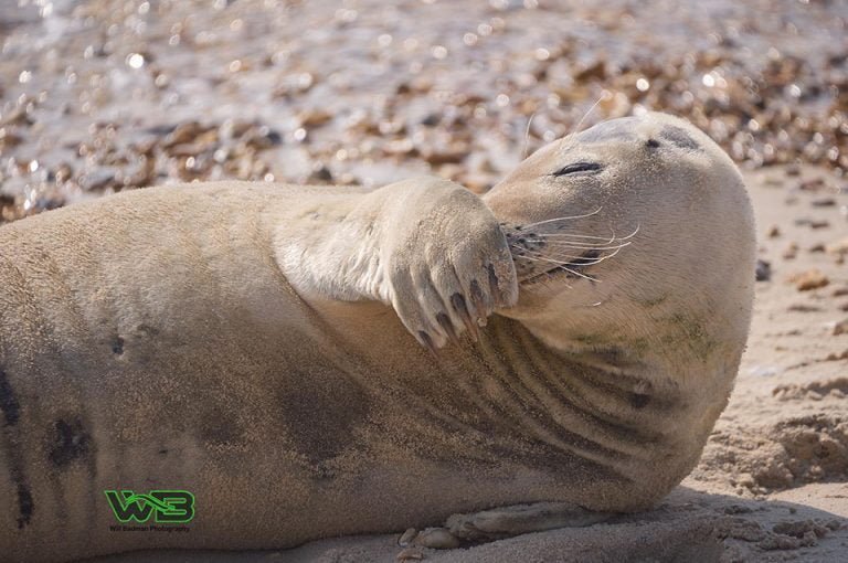 Tierna foca está empeñada en hacer amistad con todos en la playa