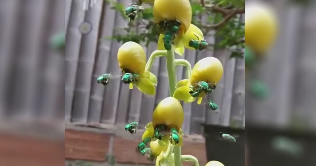 Las abejas verdes brillantes existen y son totalmente fascinantes