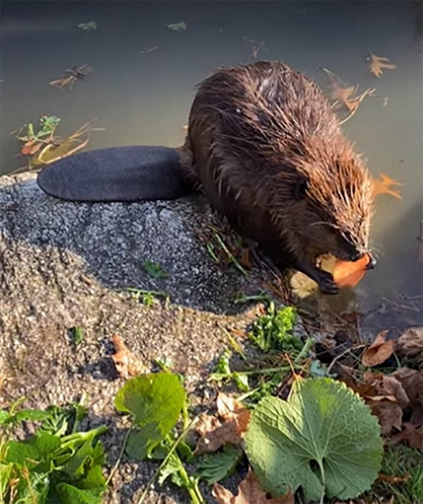 Bebé castor construye 'presas' en la casa de su rescatista