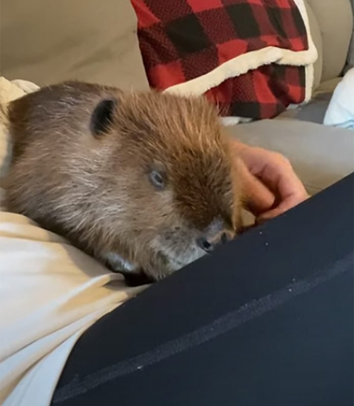 Bebé castor construye 'presas' en la casa de su rescatista