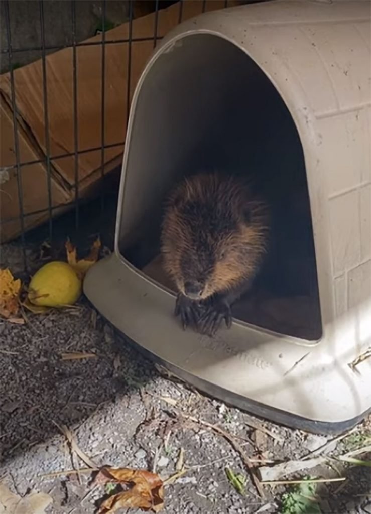 Bebé castor construye 'presas' en la casa de su rescatista
