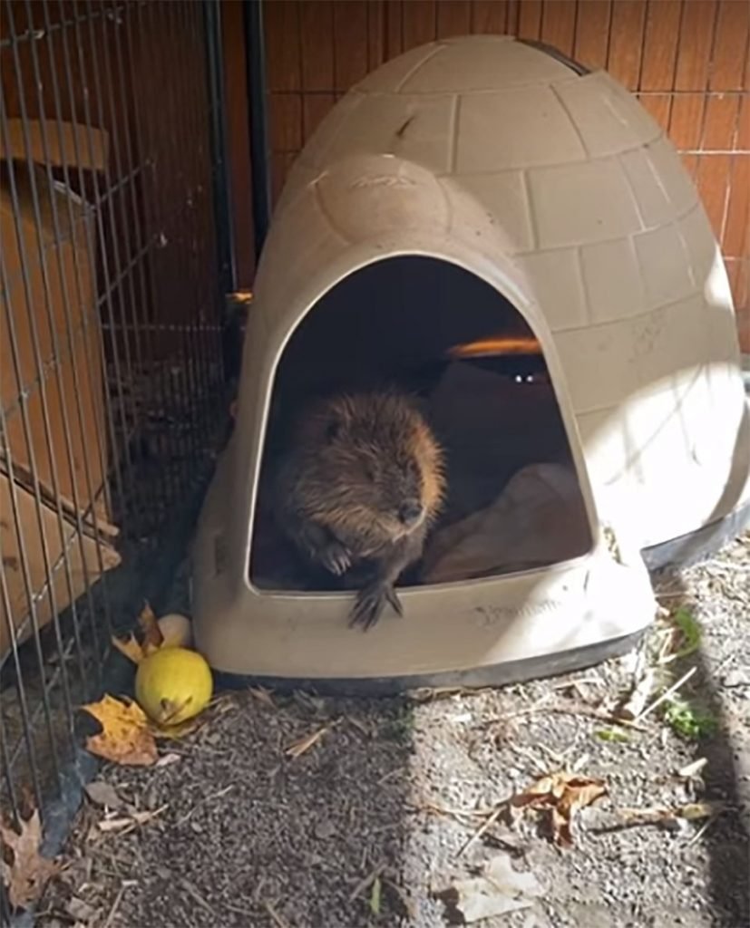 Bebé castor construye 'presas' en la casa de su rescatista