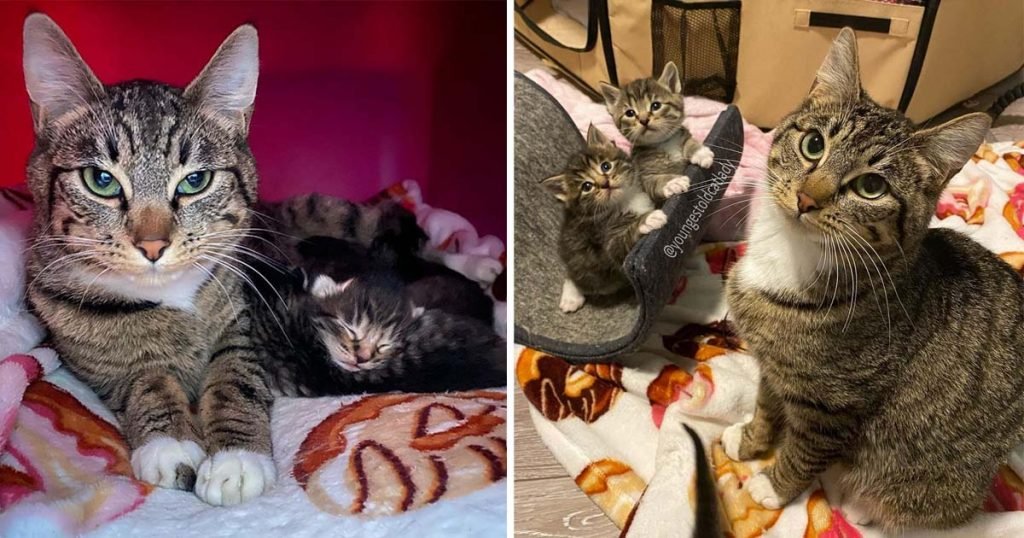 Gata atigrada sin hogar entra a un casa para tener gatitos y recibe ayuda