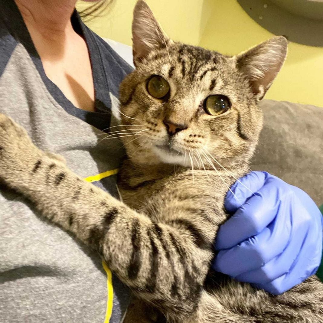 Gato ojos grandes pide atención esperando que su sueño sea realidad